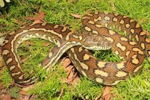 Snake Identification - South East Reptile Relocations - Gold Coast