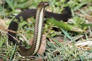 Snake Identification - South East Reptile Relocations - Gold Coast