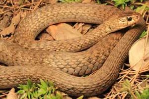 Snake Identification - South East Reptile Relocations - Gold Coast