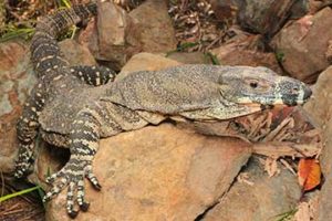 Gold Coast Lizards - South East Reptile Relocations - Lizard ...