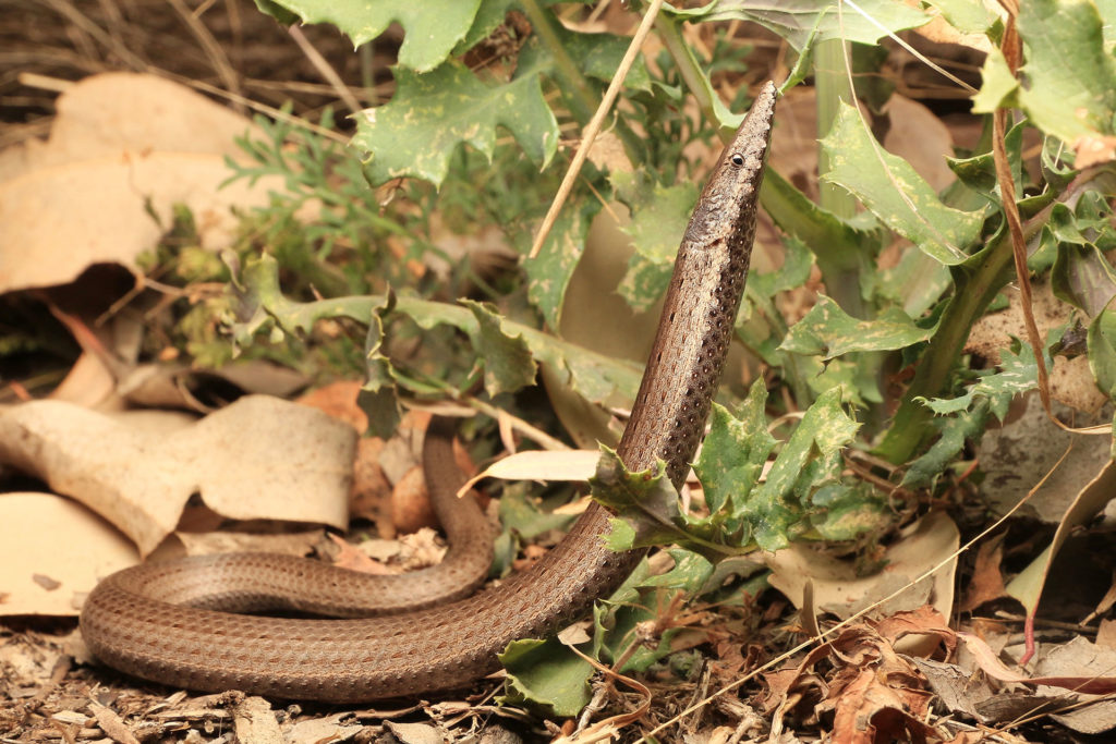 Burtons Legless Lizard - South East Snake Catcher Gold Coast