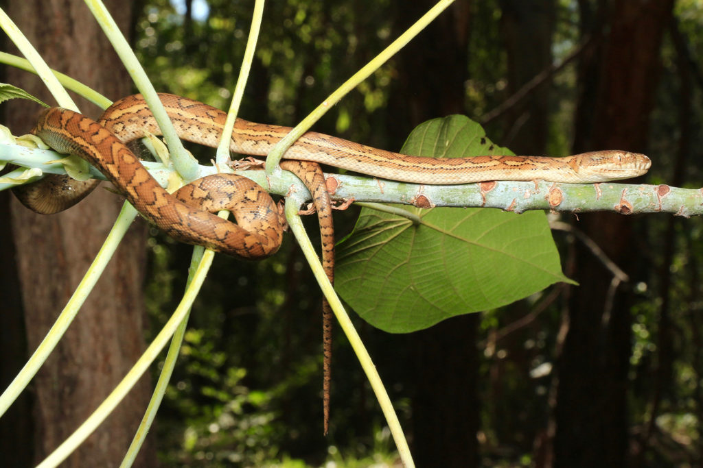 Coastal Carpet Python - South East Snake Catcher - Gold Coast
