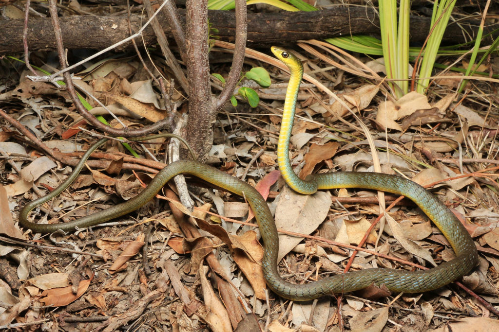 Common Tree Snake - South East Snake Catcher - Gold Coast Common Tree Snake - South East Snake Catcher - Gold Coast