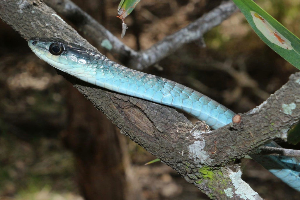 Common Tree Snake - South East Snake Catcher - Gold Coast
