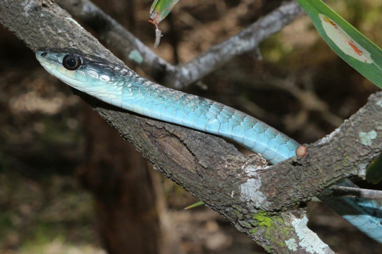 Common Tree Snake - South East Snake Catcher - Gold Coast Common Tree Snake - South East Snake Catcher - Gold Coast