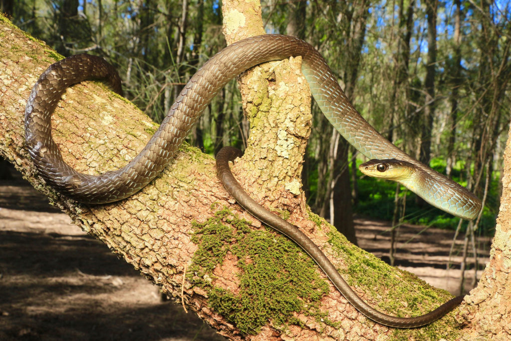 Common Tree Snake - South East Snake Catcher - Gold Coast