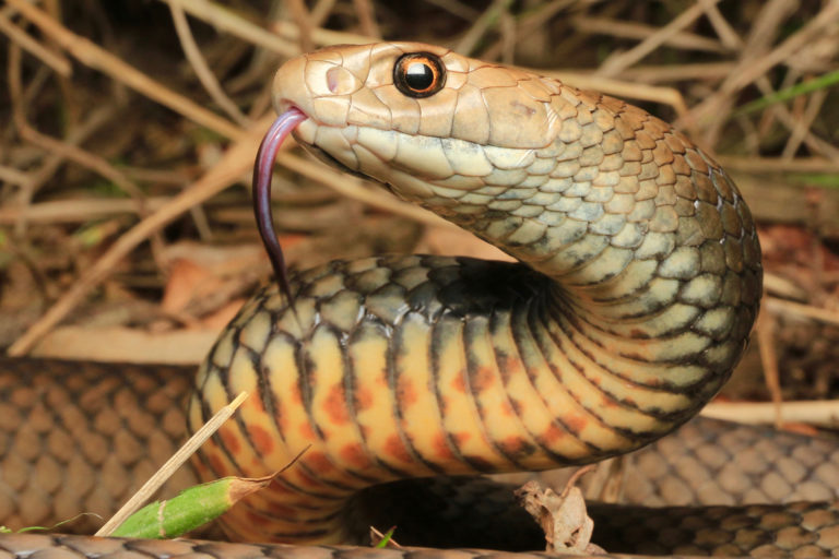 Eastern Brown Snake - South East Snake Catcher - Gold Coast