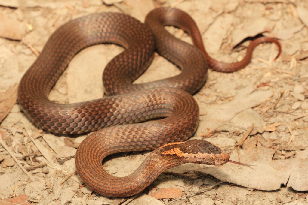Golden Crowned Snake - South East Snake Catcher - Gold Coast