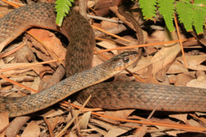 Keelback Snake - South East Snake Catcher - Gold Coast