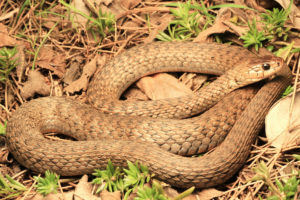 Keelback Snake - South East Snake Catcher - Gold Coast