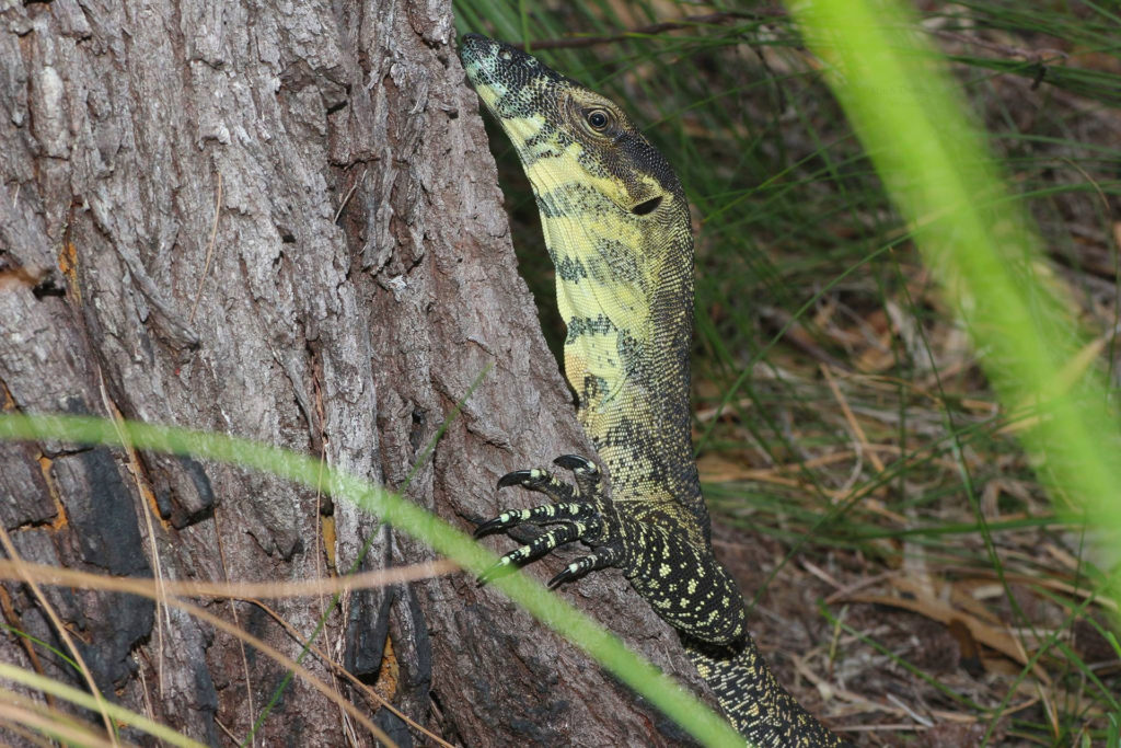 Lace Monitor - South East Snake Catcher Gold Coast