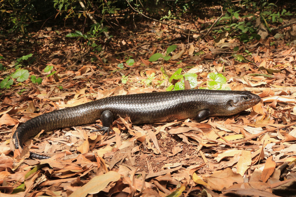 Land Mullet - South East Snake Catcher Gold Coast