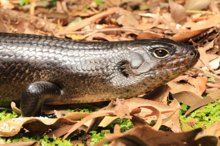 Land Mullet - South East Snake Catcher Gold Coast
