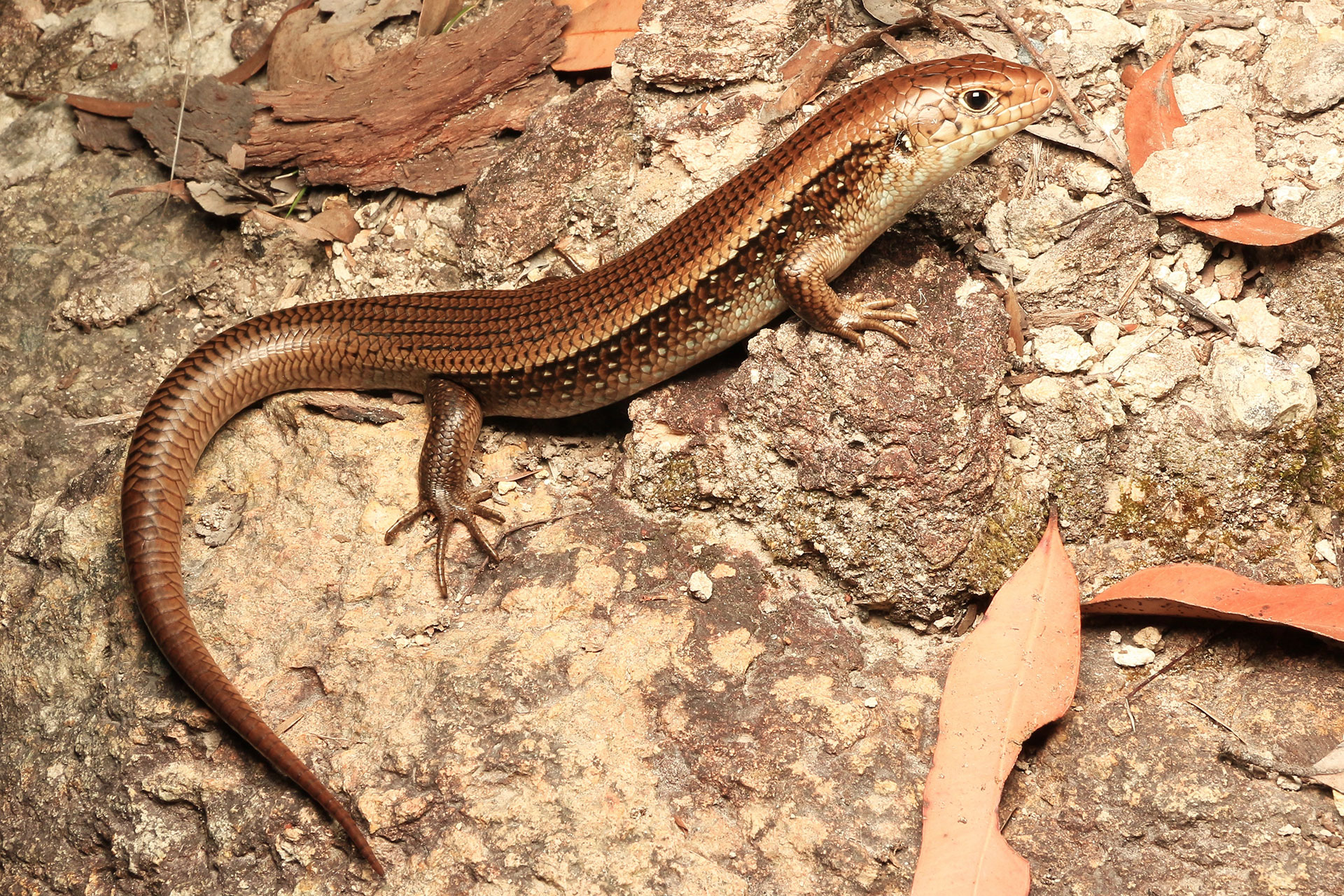 Major Skink - South East Snake Catcher Gold Coast