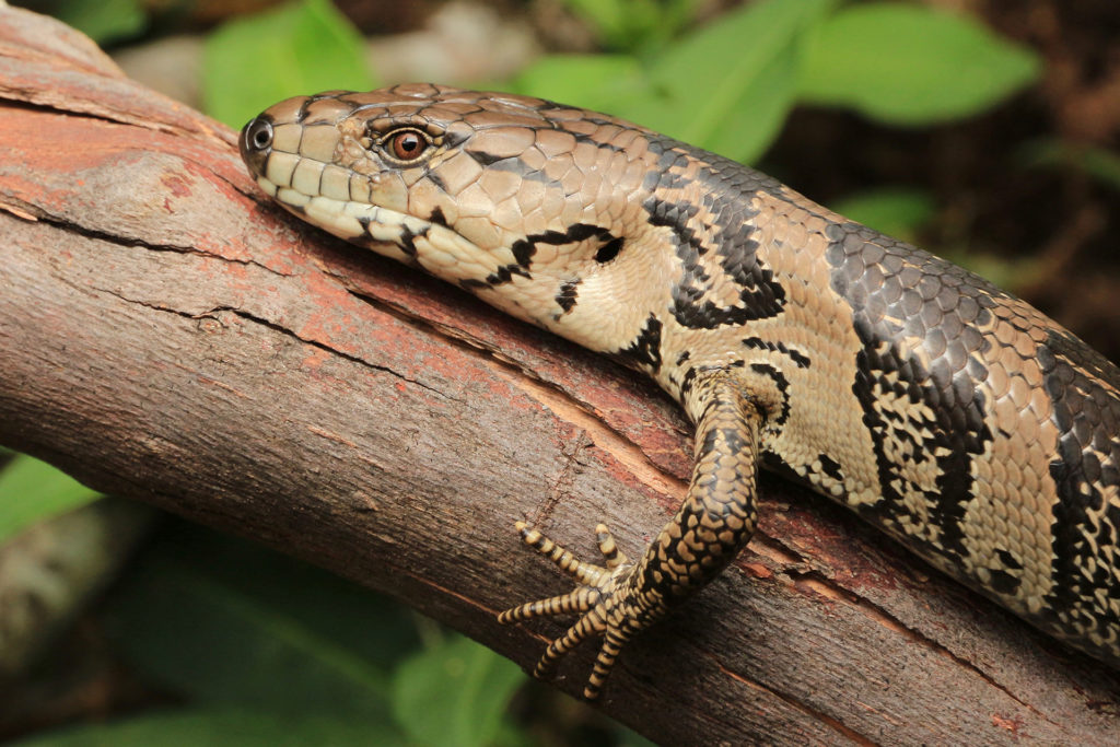 Pink Tongue Skink - South East Snake Catcher Gold Coast