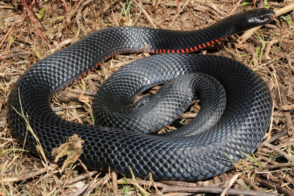 Red Bellied Black Snake South East Snake Catcher Gold Coast Red Bellied Black Snake South East Snake Catcher Gold Coast