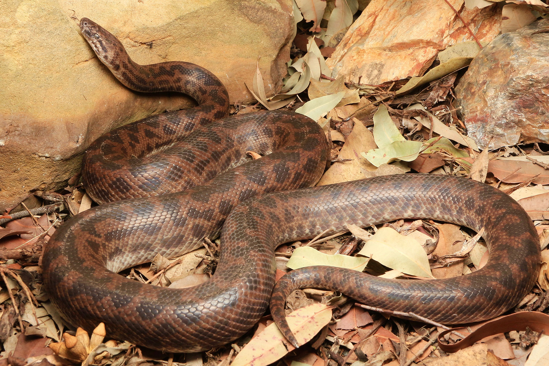 Spotted Python South East Snake Catcher Gold Coast