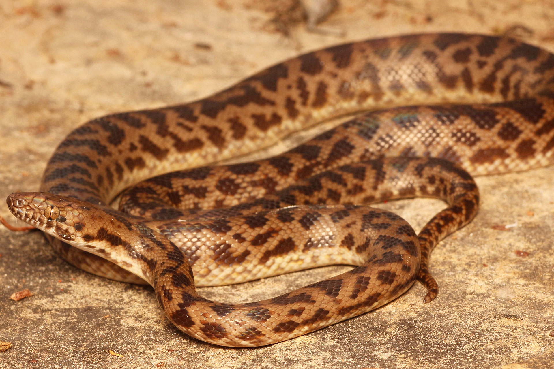 Spotted Python South East Snake Catcher Gold Coast