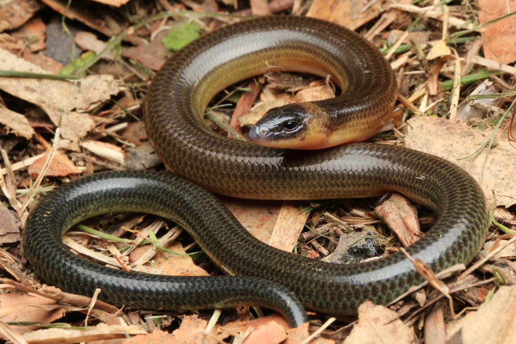 Three Clawed Worm Skink - South East Snake Catcher Gold Coast Three Clawed Worm Skink - South East Snake Catcher Gold Coast