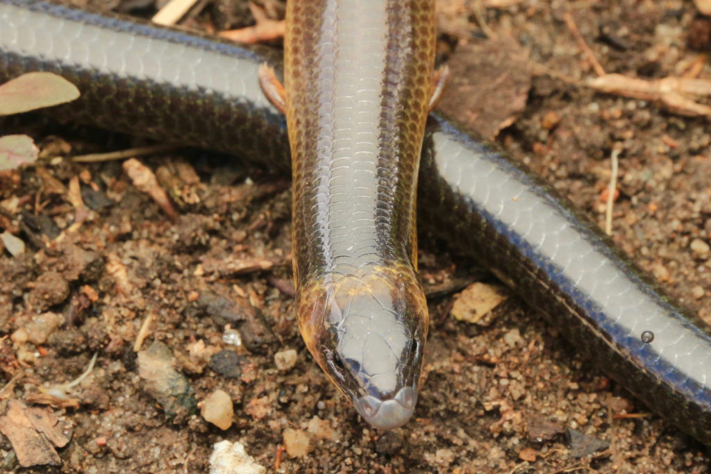 Three Clawed Worm Skink - South East Snake Catcher Gold Coast Three Clawed Worm Skink - South East Snake Catcher Gold Coast