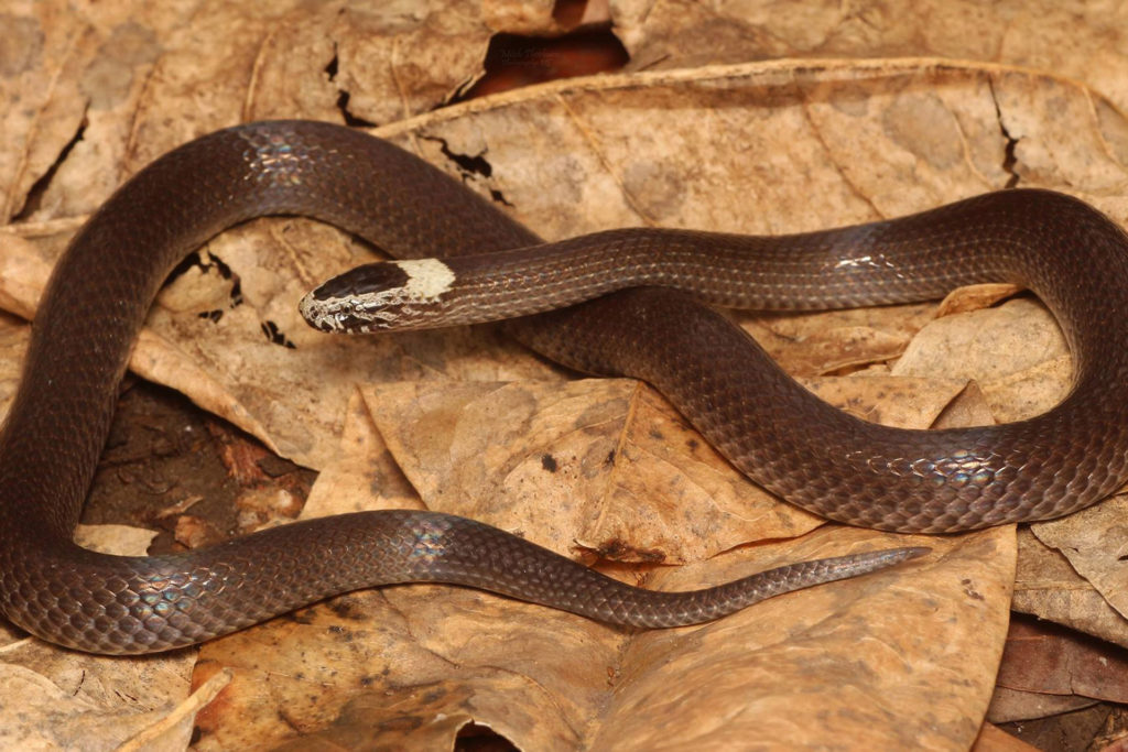 White Crowned Snake - South East Snake Catcher - Gold Coast