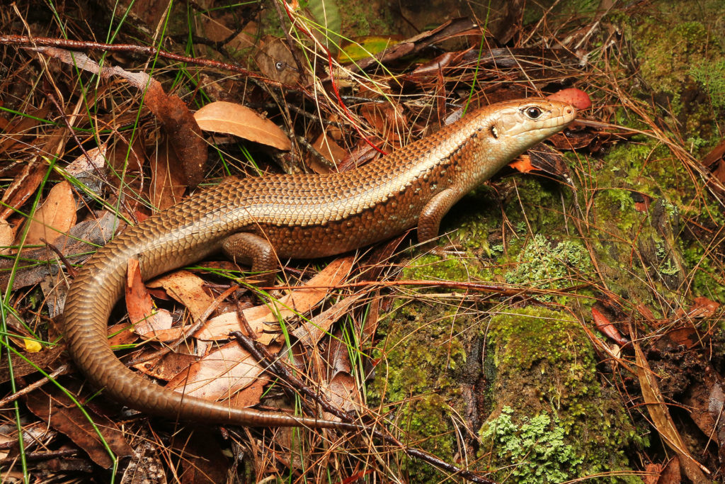 Major Skink - South East Snake Catcher Gold Coast