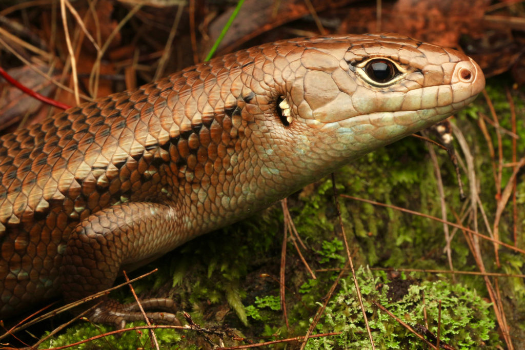 Major Skink - South East Snake Catcher Gold Coast
