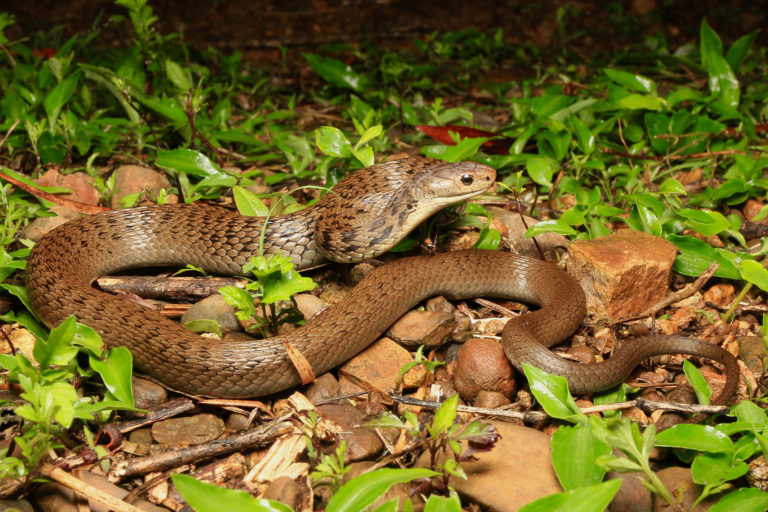 Rough Scaled Snake - South East Snake Catcher - Gold Coast