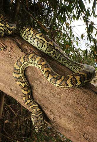 Gold Coast Snake Catcher - Lowest Fees - Rapid Response - 24 hrs