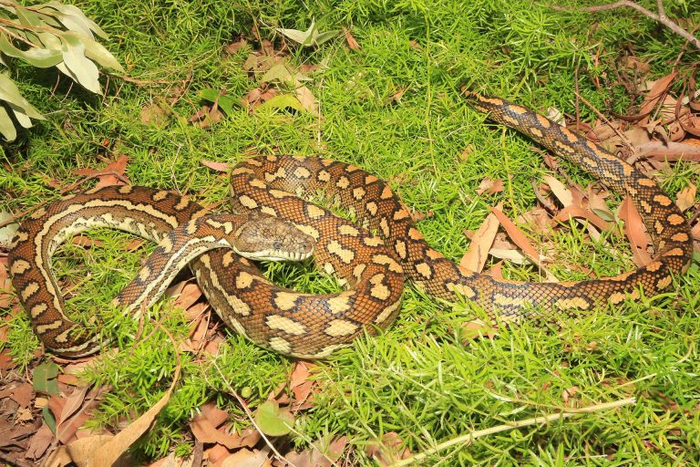 Coastal Carpet Python - South East Snake Catcher - Gold Coast