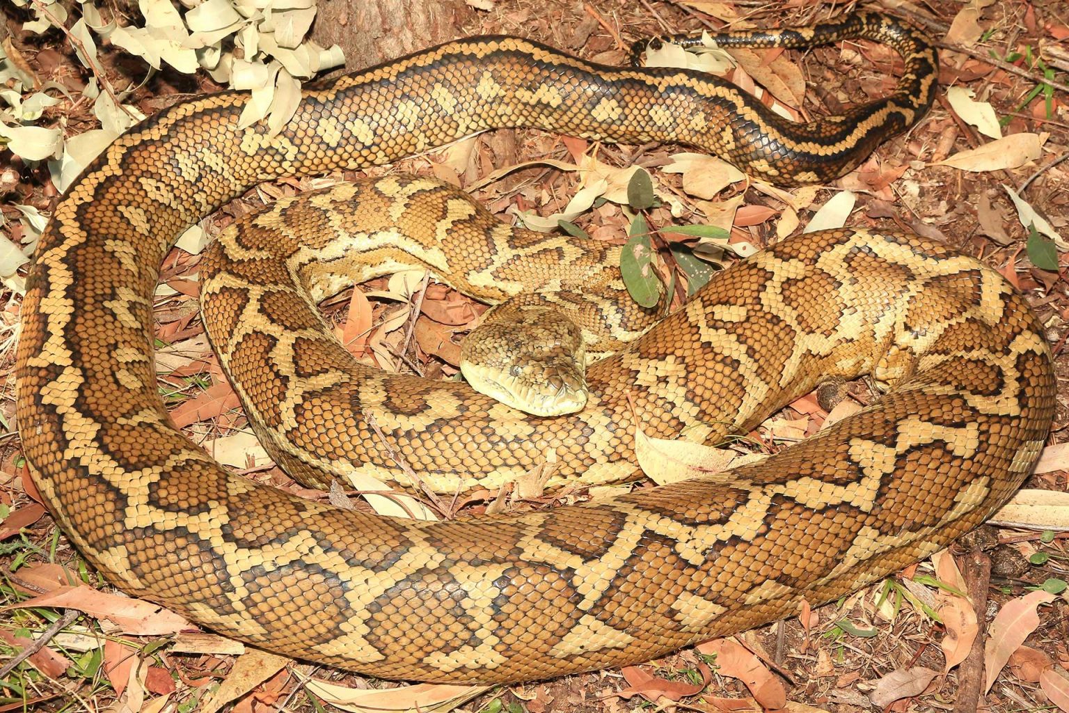 Coastal Carpet Python - South East Snake Catcher - Gold Coast