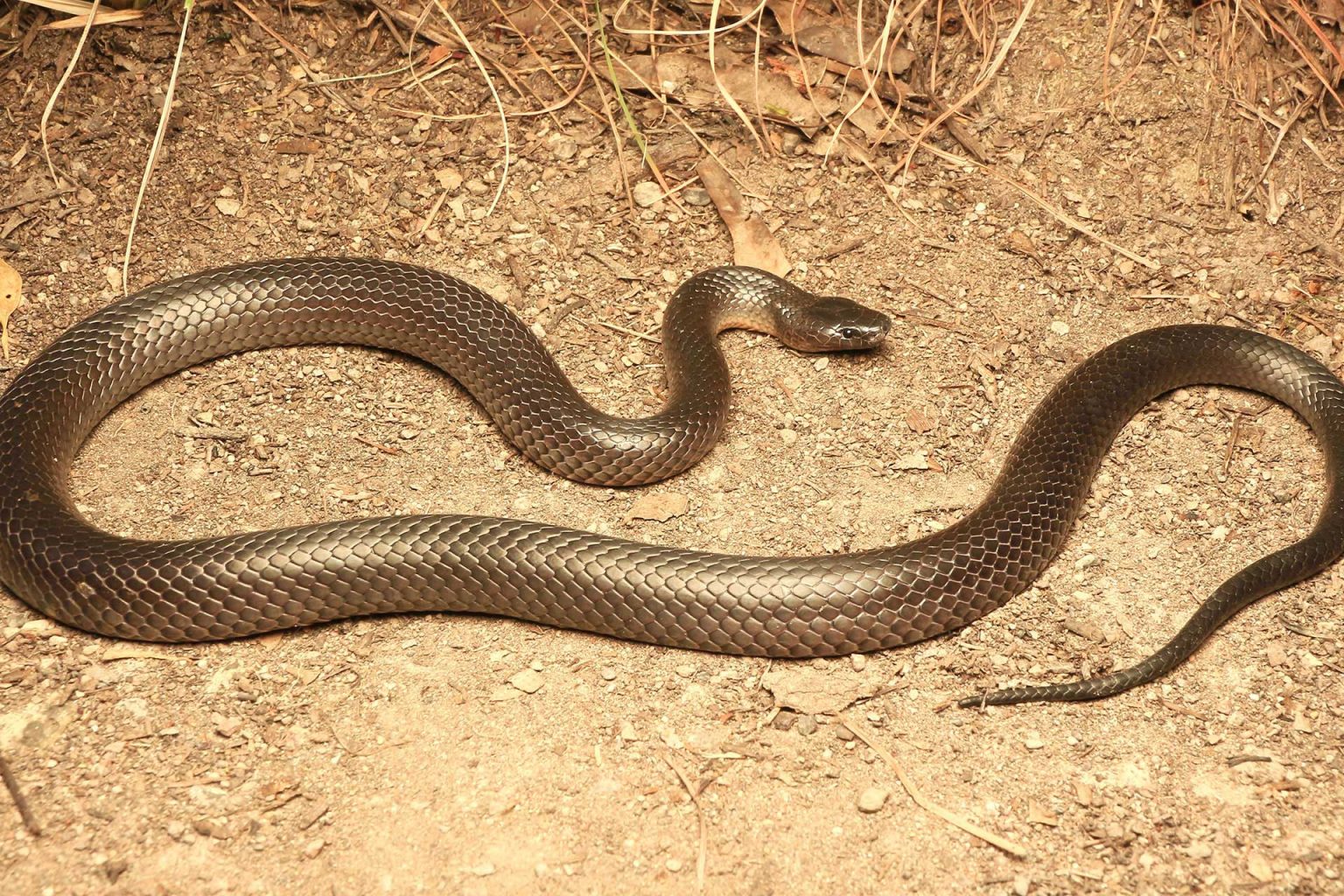 Eastern Small Eyed Snake - South East Snake Catcher - Gold Coast