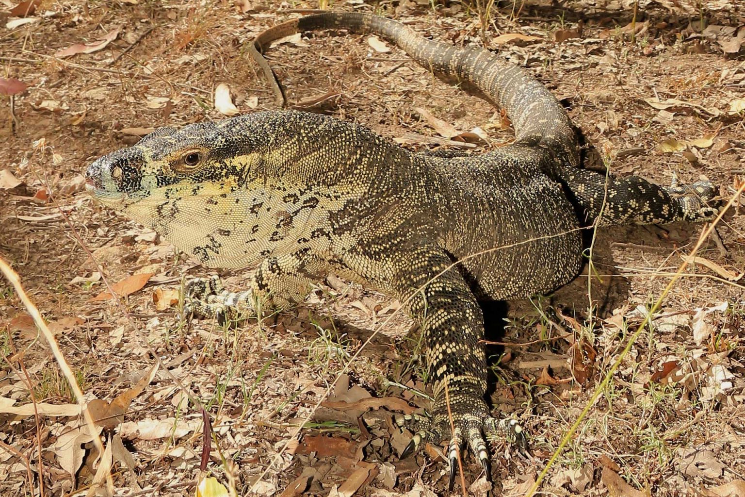 Lace Monitor - South East Snake Catcher Gold Coast