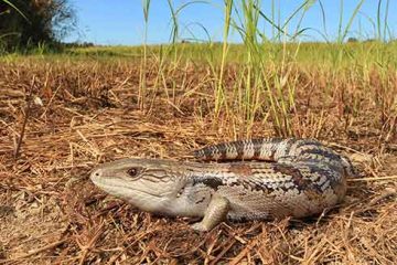 Worongary Snake Catcher - 24 hr Rapid Response Snake Catcher