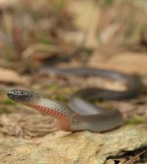 Robina Snake Catcher - Prompt & Reliable 24 hr Snake Catcher