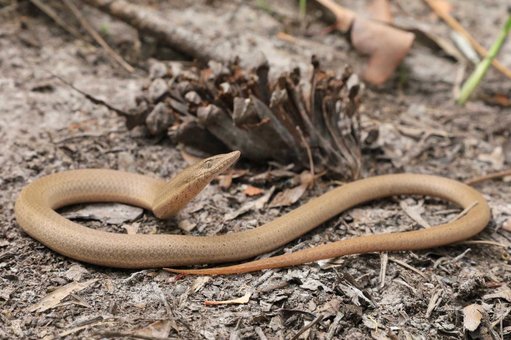 Burtons Legless Lizard - South East Snake Catcher Gold Coast