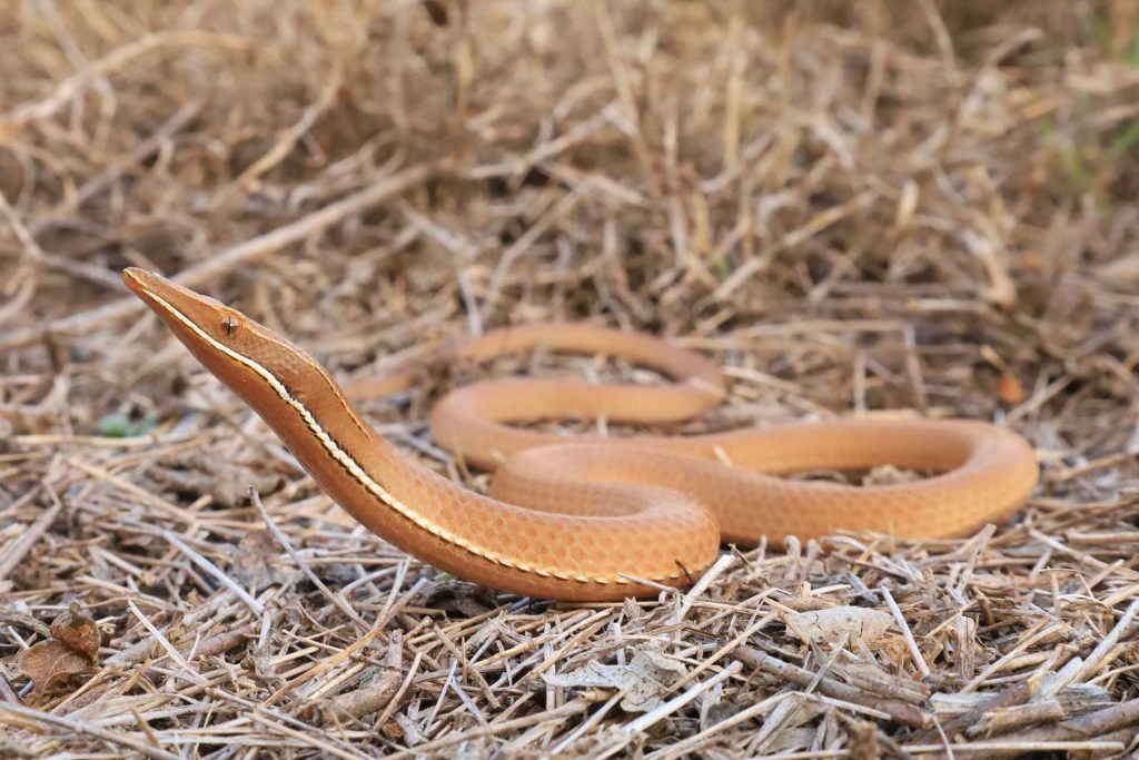 Burtons Legless Lizard - South East Snake Catcher Gold Coast