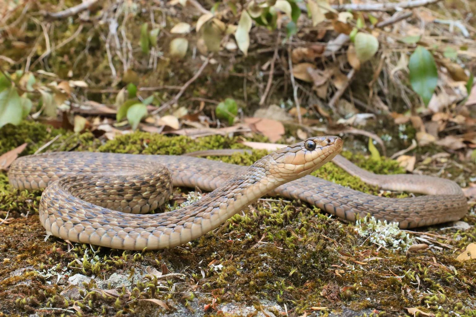 Keelback Snake - South East Snake Catcher - Gold Coast